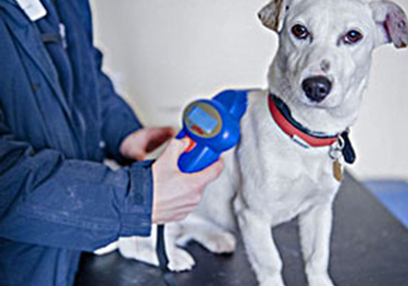 Microchips for Pets • Register Now!